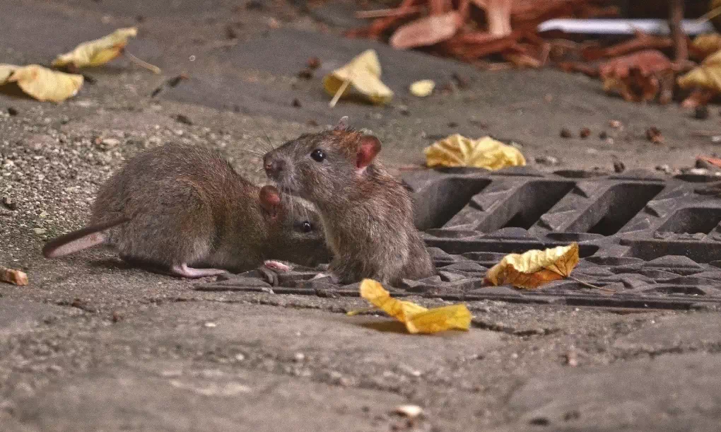 Comment lutter contre les rongeurs ? - Ratdown